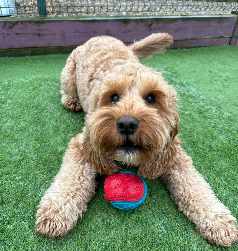 5* Doggy Daycare in Maidstone, Kent | Karebear Day Boarding